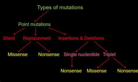 Evolution Bio Exam 2 Flashcards Quizlet