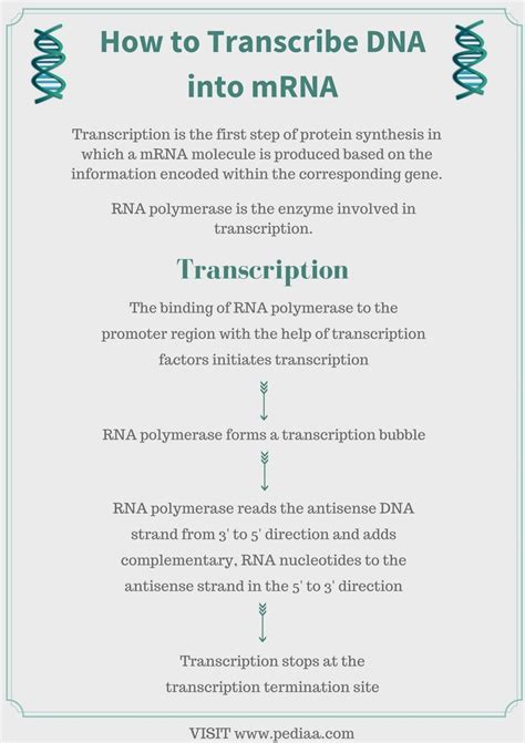 How To Transcribe Dna Into Mrna Pediaacom