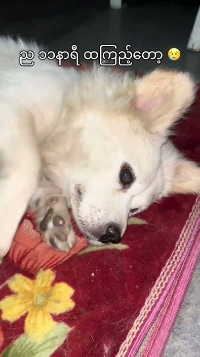 သနားပါတယ် သူနောက်ဆုံးထွက်သက်ထိ သူ့သခင်ကို အနားမှာရှိစေချင်ပုံပဲ 🥺 Youtube