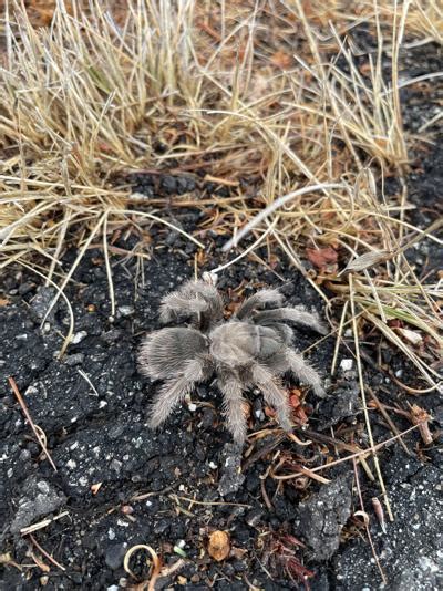 Its Time To Talk About Tarantula Sex Newsletter