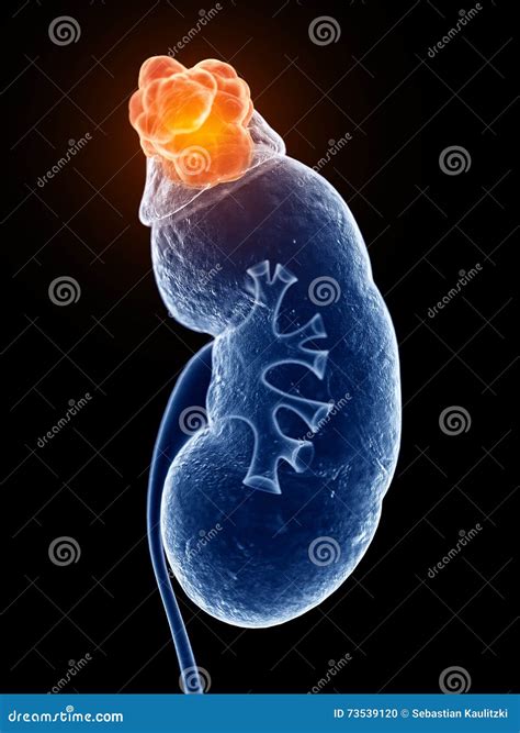 Adrenal Gland Anatomy Endocrine Triangular Shaped Gland Located On Top