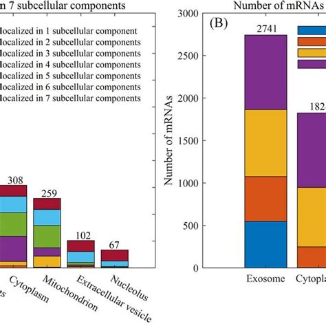 Summary Of Subcellular Localization Data For Mirnas And Mrnas Each Bar Download Scientific