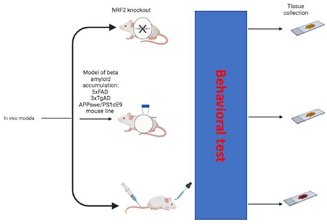 The Role Of The Nrf2 Pathway In Maintaining And Improving Cognitive Function