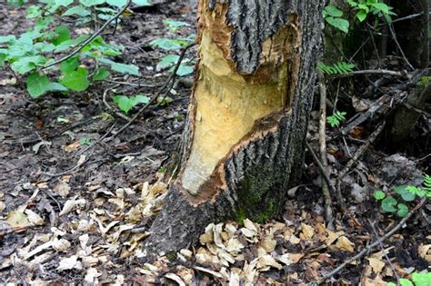 Premium Photo A Tree Trunk That Was Eaten By Beavers In The Forest