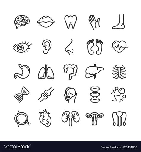 Human Organs Black Thin Line Icon Set Royalty Free Vector