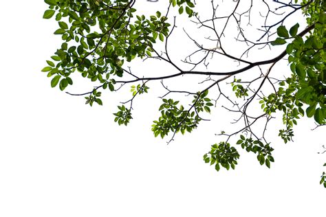 Tree Branches On A Transparent Background PNG