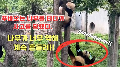 세상에💥 푸바오는 나무를 타다가 사고를 당했다 💦💦 관객들은 불안에 비명을 질렀다 🥶🥶 나무가 너무 약해 계속 흔들려 💦💦 Youtube