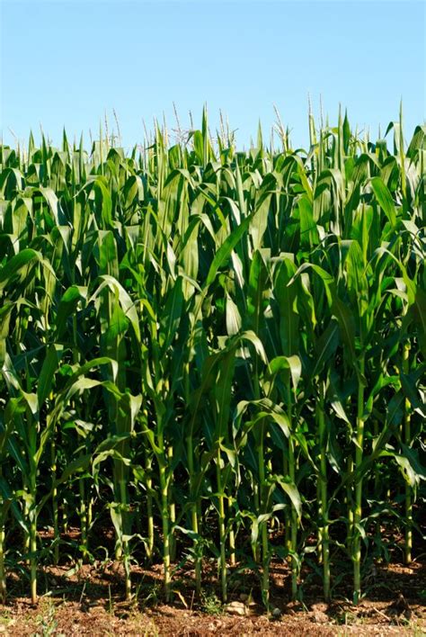 Healthy Skepticism Genetically Modified Organisms Gmo Gmo