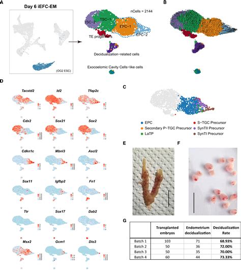 A Complete Model Of Mouse Embryogenesis Through Organogenesis Enabled