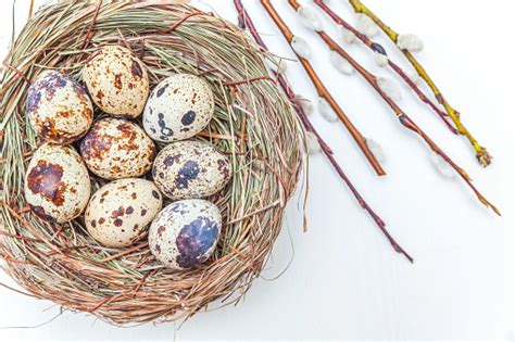 소박한 흰색 나무 배경에 둥지와 버드 나무 분 지에 있는 부활절 달걀 3월에 대한 스톡 사진 및 기타 이미지 3월 4월 개념 Istock