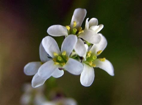 Arabidopsis Thaliana Flower