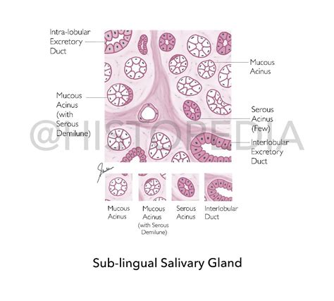 Sub Lingual Salivary Gland Histology Salivary Gland Gland Histology Slides