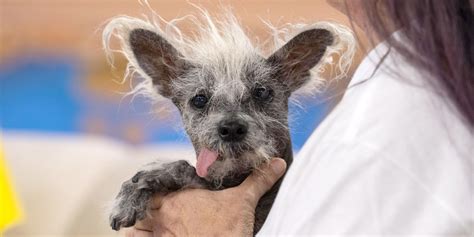 Worlds Ugliest Dog Worlds Ugliest Dog Has A Face Only A Mother Could