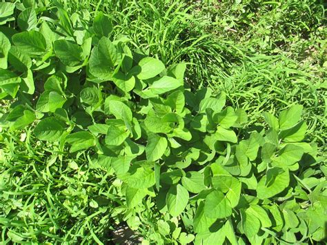 Barnyardgrass Management In The Mississippi Delta Mississippi Crop
