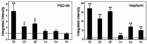 Quantitation Of Induced Clustering Of Gephyrin But Not Psd 95 By α
