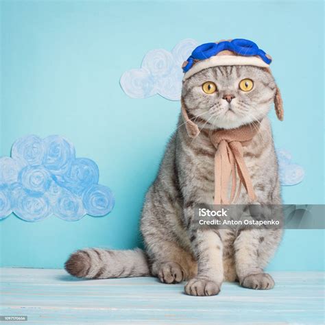 고양이 귀여운 비행 조종사 마스크와 고글 디자인을 위한 공간을 한 비행기 조종사의 스코틀랜드 Whiskas 파일럿 슈퍼 고양이 비행의 개념 고양잇과에 대한 스톡 사진 및