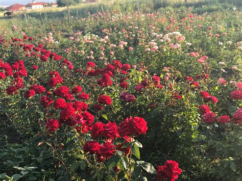 Изненада Изненада магазин за цветя и подаръци