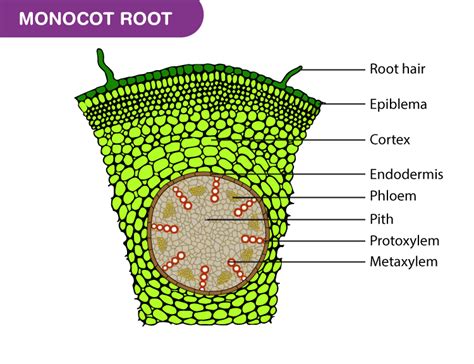 Anatomy Of Flowering Plants Internal Structure Of Monocot Root My Xxx Hot Girl