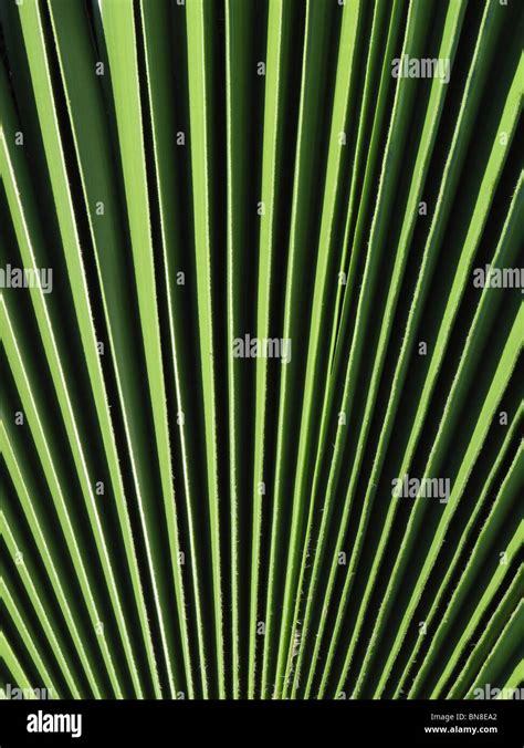 Texture Of Tree Leaf Stock Photo Alamy