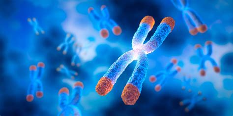 What Is A Telomere Definition Of Telomeres