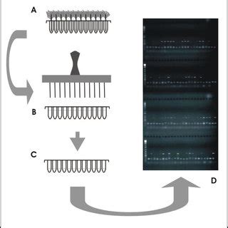 Large Scale Sex Typing Analysis Download Scientific Diagram