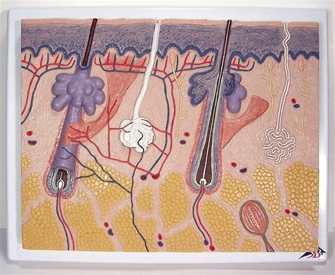 Integumentary System Lab Station Diagram Quizlet