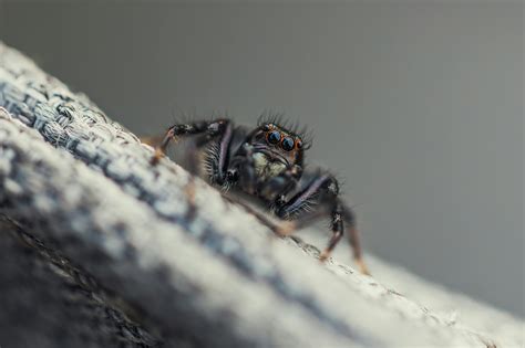 Ebonylegsspreadwideopen Photos Download The Best Free Ebonylegs