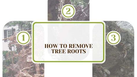 How To Remove Tree Roots A Complete Guide To Removal Plant America