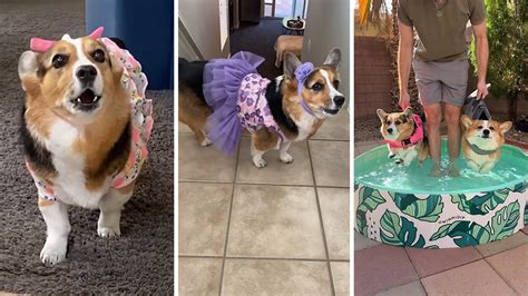 Olivia S Best Viral Moments Compilation Olivia S Best Viral Moments Compilation