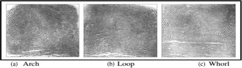 Basic Patterns Of Fingerprint Download Scientific Diagram