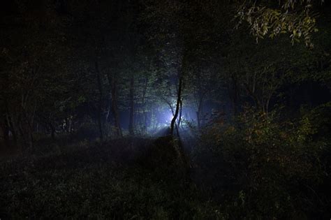 밤에 어두운 숲에서 이상한 빛 어두운 숲에 빛이 서 있는 사람의 실루엣 안개 시간에 숲에서 어두운 밤 초현실적 인 야간 숲 장면 공포 할로윈 개념 동화 감정에 대한 스톡
