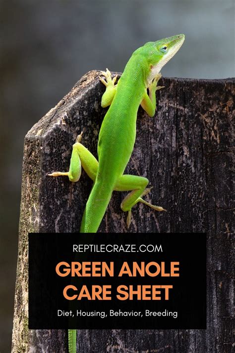 Green Anole Habitat Setup