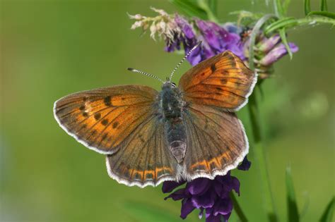 Lycaena Candens Butterflies Of Croatia