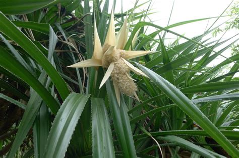 Kewra Water - Pure Essential Oil