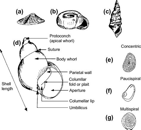 Basic Anatomy Of The Shell Including Shell Architecture Conical A Download Scientific