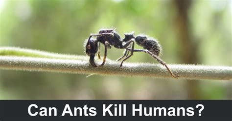 Are Ants Attracted To Semen Scifaqs