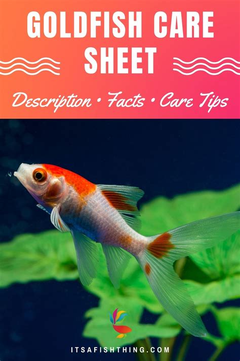 Goldfish Tank Upkeep At Susan Holmstrom Blog