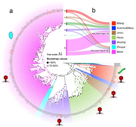 李猛教授团队在《isme Communications》发表研究论文：揭示深古菌病毒的多样性及其crispr Cas系统元件 深圳大学科学技术
