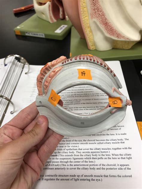 Eye Model Diagram Quizlet