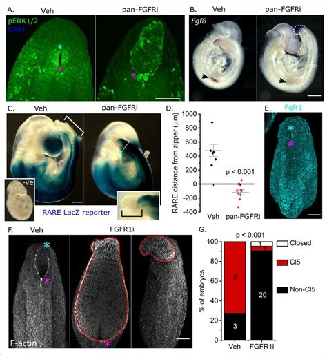 Tissue Specific Functions For Fgf Signaling Likely Through Fgfr1