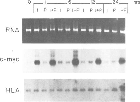 Induction Of C Myc Gene Expression By Pma And Ionomycin Purified Download Scientific Diagram