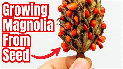 Magnolia Seed Pods Grow Your Own Secrets To Easy Germination