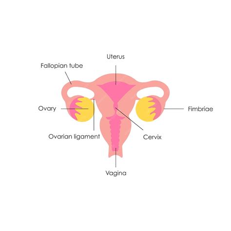 해부학 그림 여성의 자궁과 난소자궁의 구조 프리미엄 벡터