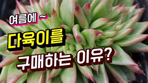 인천다육 새로운 다육이 많이 입고되었습니다 615 첼린저스토리철화 써비스 증정행사 인천다육도매칼카레움다육이싼집신상다육세일분세일다육이름다육가격베토벤