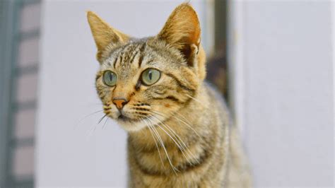 日本猫（和猫）の毛柄の種類は？純血・雑種・入手方法を含め詳しく解説 猫と生き笑うためのブログ