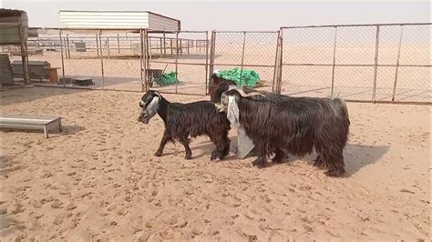 ছাগল এটা হিটে আসছে Vairalvideo Foryou Youtude Youtube