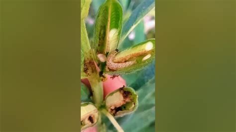 تل کی فصل پر پھلی کی سنڈی کا حملہ Youtube