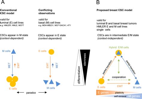 The Conventional Versus A New Integrative CSC Model For Breast Download Scientific Diagram