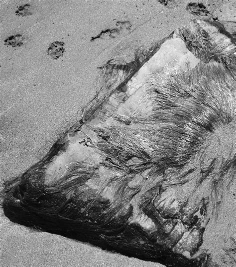 David Pritchard Ilfracombe Art Trail