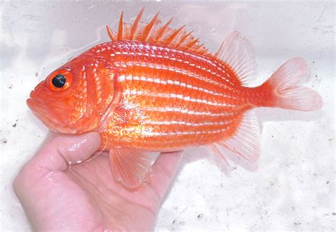 号外 株 小田原魚市場 活カイエビス